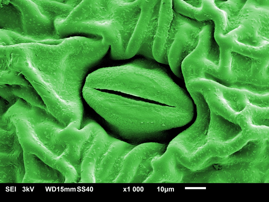 Stomata - Bonsai Science