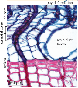 Vascular Cambium - Bonsai Science