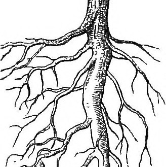 Ramification of Roots (lateral root development) - Bonsai Science