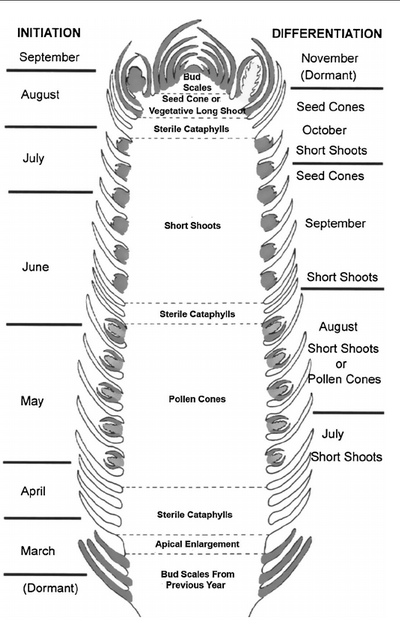 Bud types - reproductive & vegetative - Bonsai Science