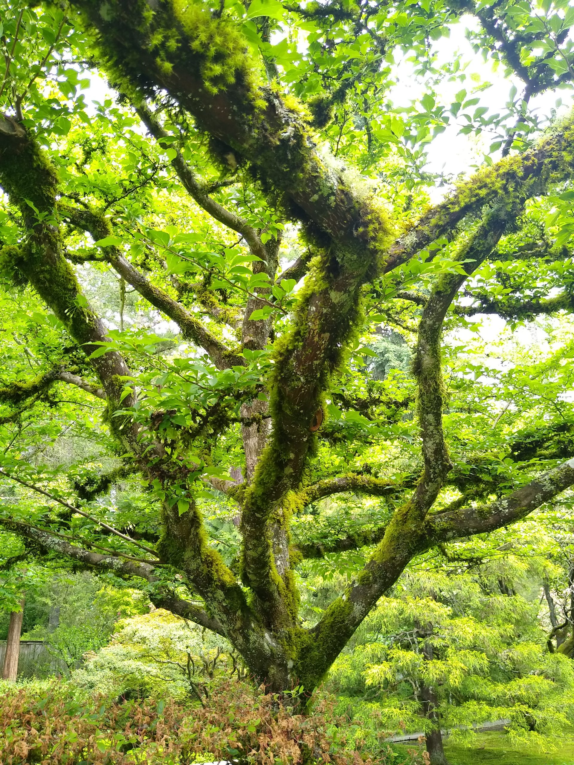The kingdom Plantae and where trees fit in - Bonsai Science
