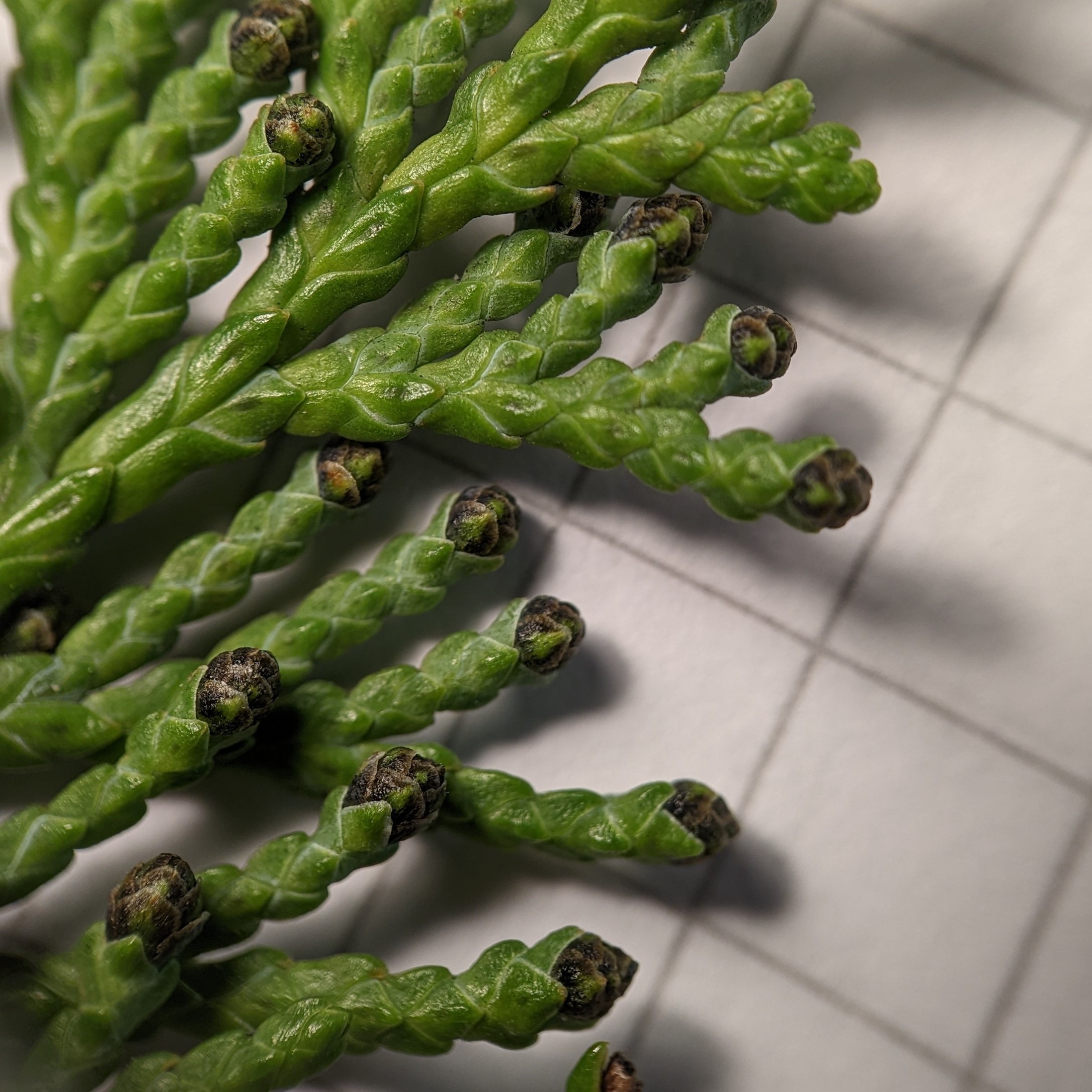 Bud types - reproductive and vegetative - Bonsai Science