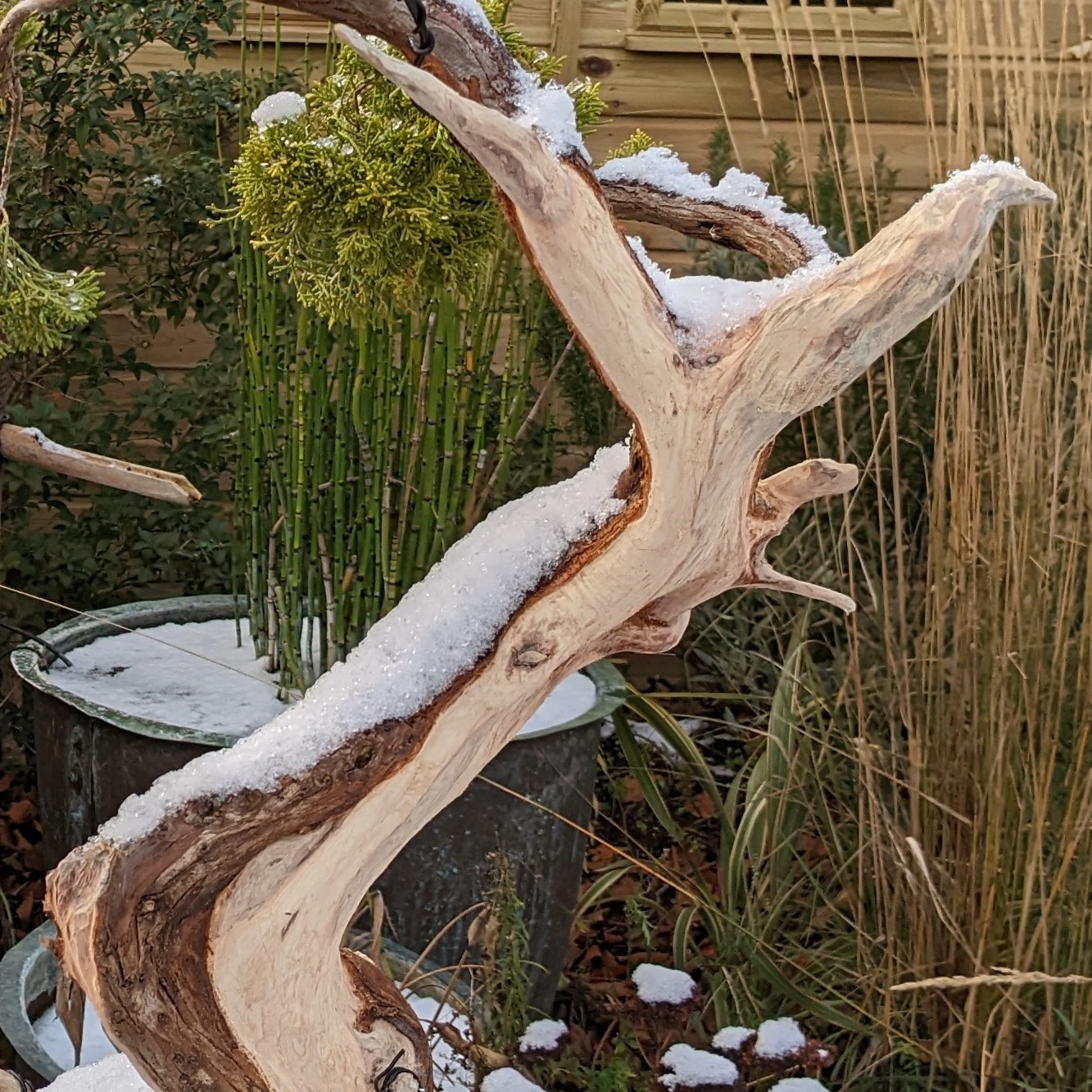 Carving Trunks and Branches - Bonsai Science