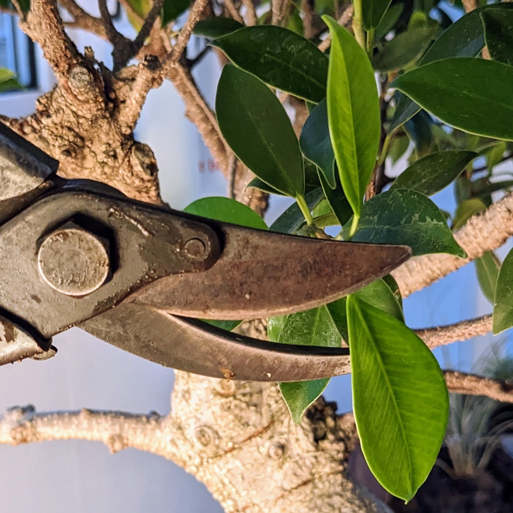 Defoliation - Bonsai Science