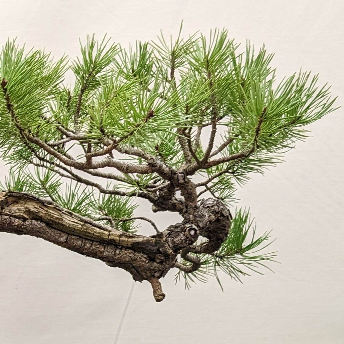 Conifer needle leaves - Bonsai Science