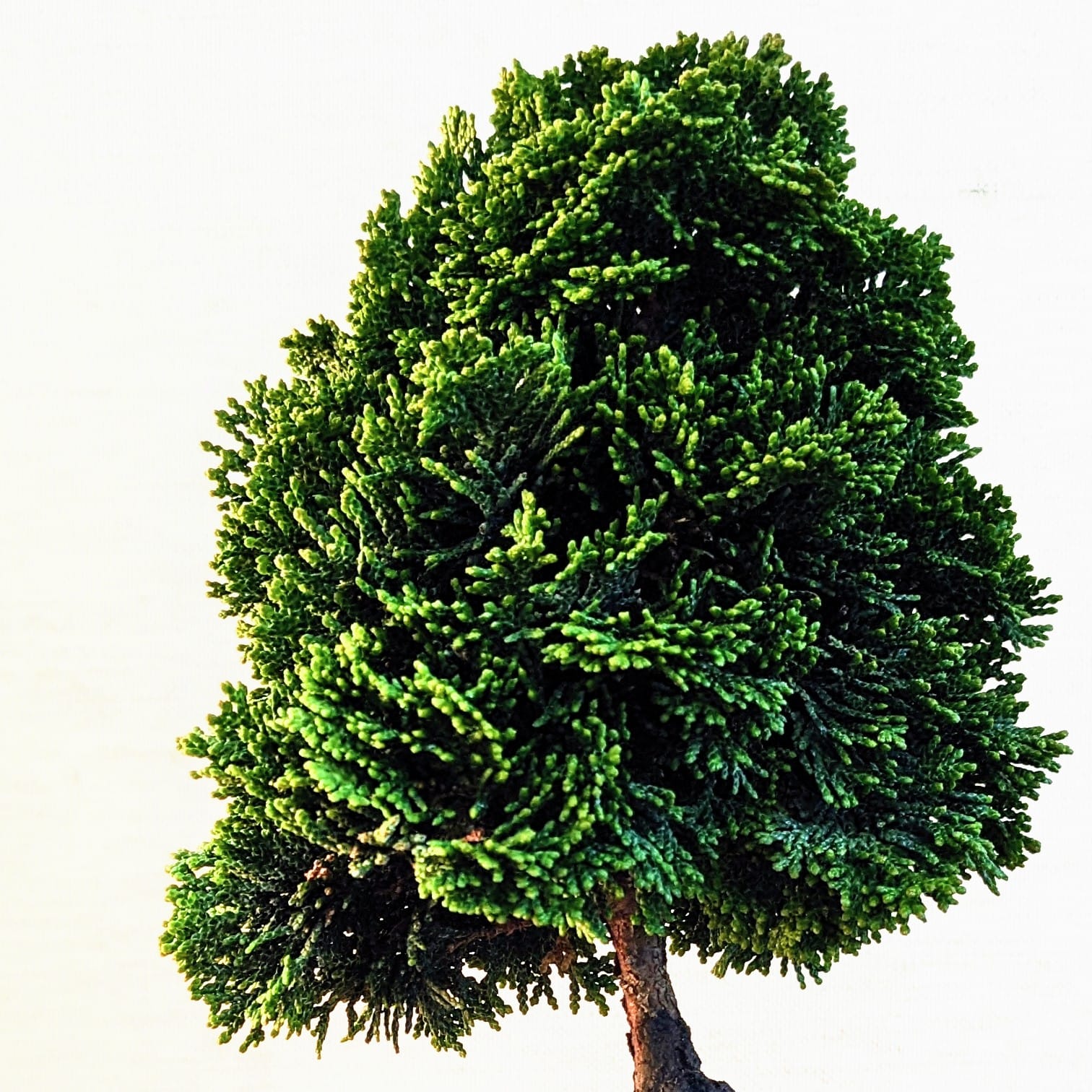 Conifer scale leaves - Bonsai Science
