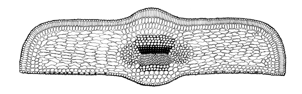 Conifer Leaves - Bonsai Science