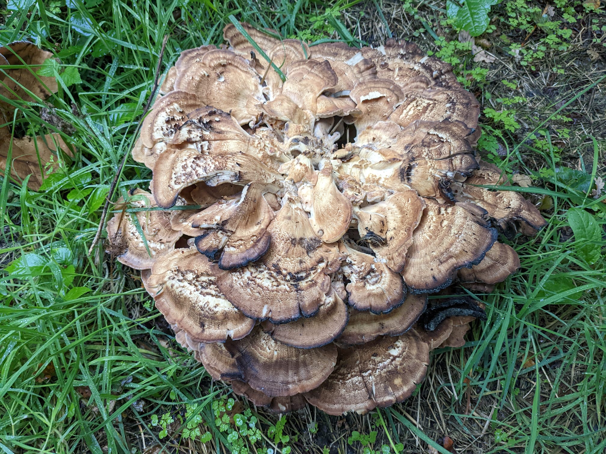 Pathogens - nasty tree microbes - Bonsai Science