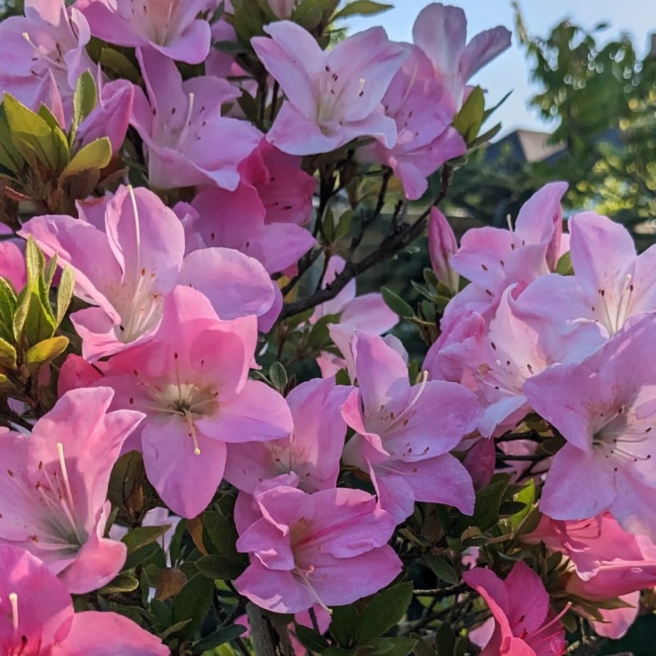 Mysterious mixaploids - Satsuki azaleas and their mixed up flowers ...