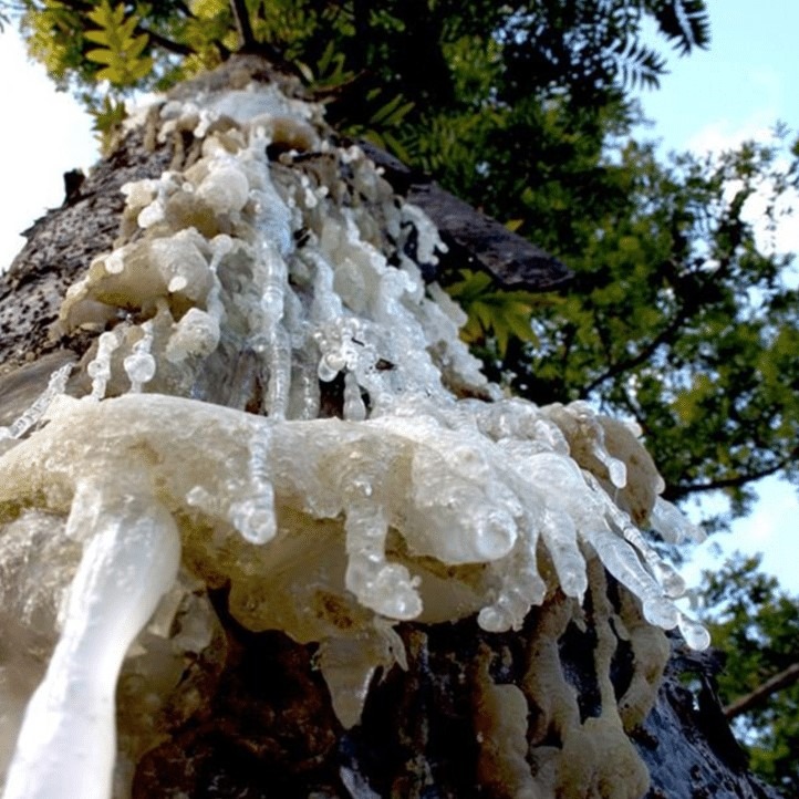 How to get that conifer resin off your hands and tools - Bonsai Science